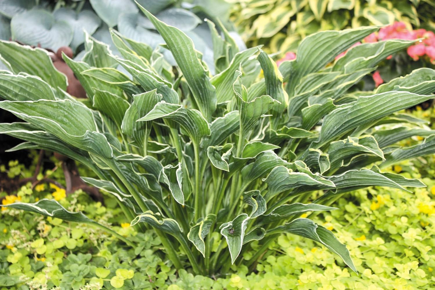 All About Hostas And Their Varieties | It's Garden Thyme