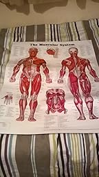 The Muscular System Anatomical Chart (Laminated): Anatomical Chart ...