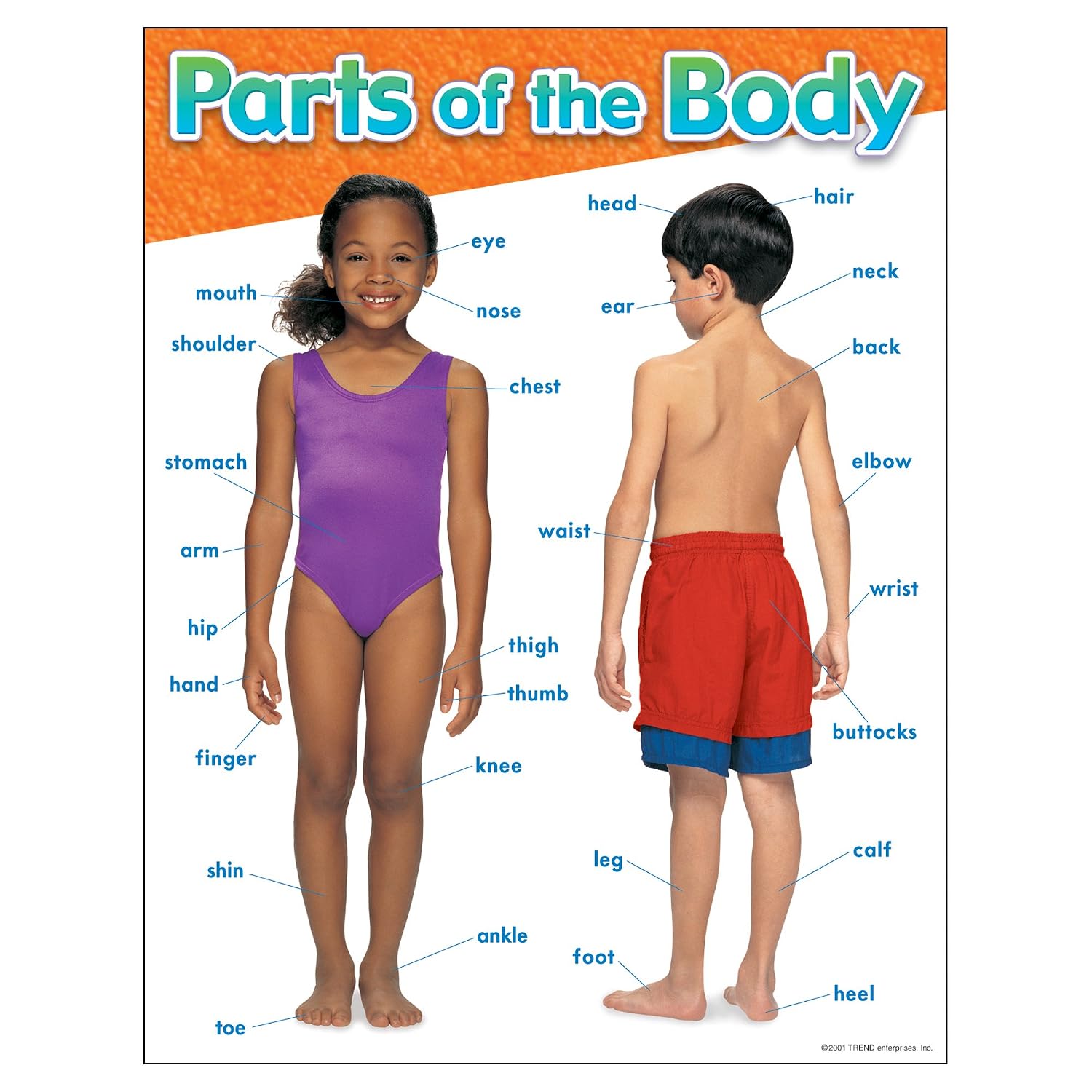 Body Parts Consigue El Mejor Cuerpo