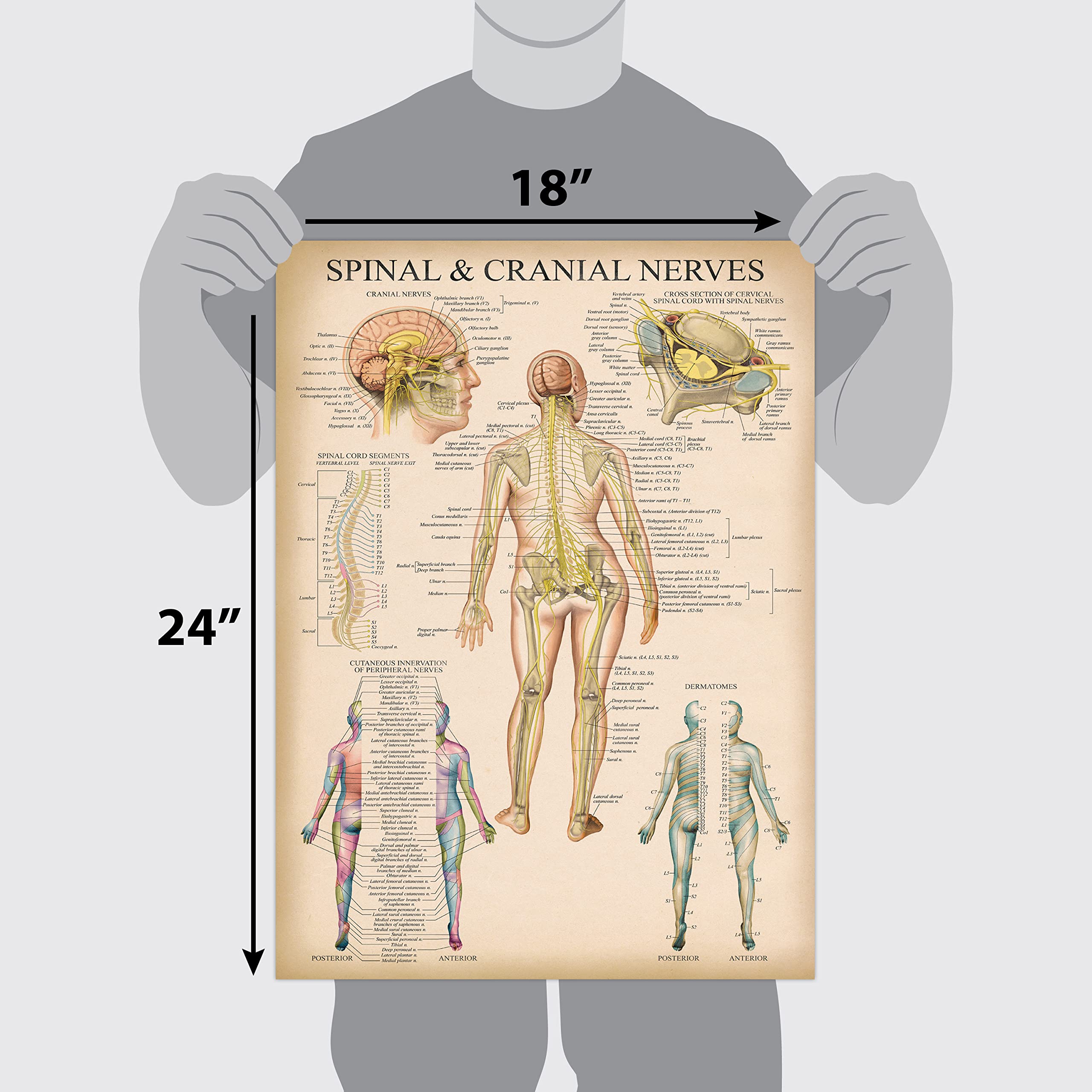 Mua Palace Learning Vintage Spinal Nerves Anatomical Chart - Spine and ...