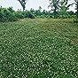 Amazon.com : Pennington Durana Clover 25 lb : Flowering Plants : Patio ...