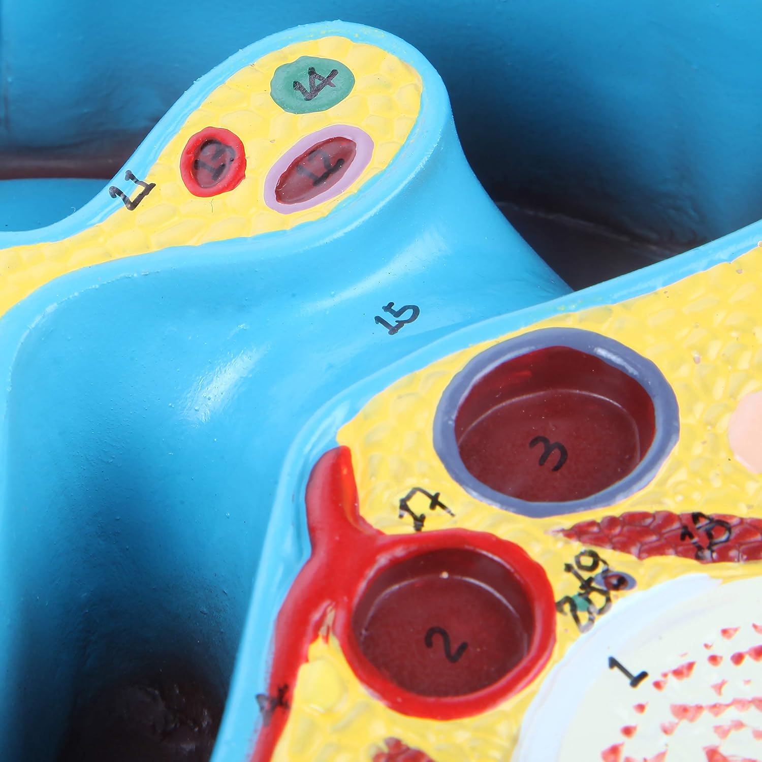 Offers View of Thorax at T12 Vertebrae Comes on Base Depicts Vital ...