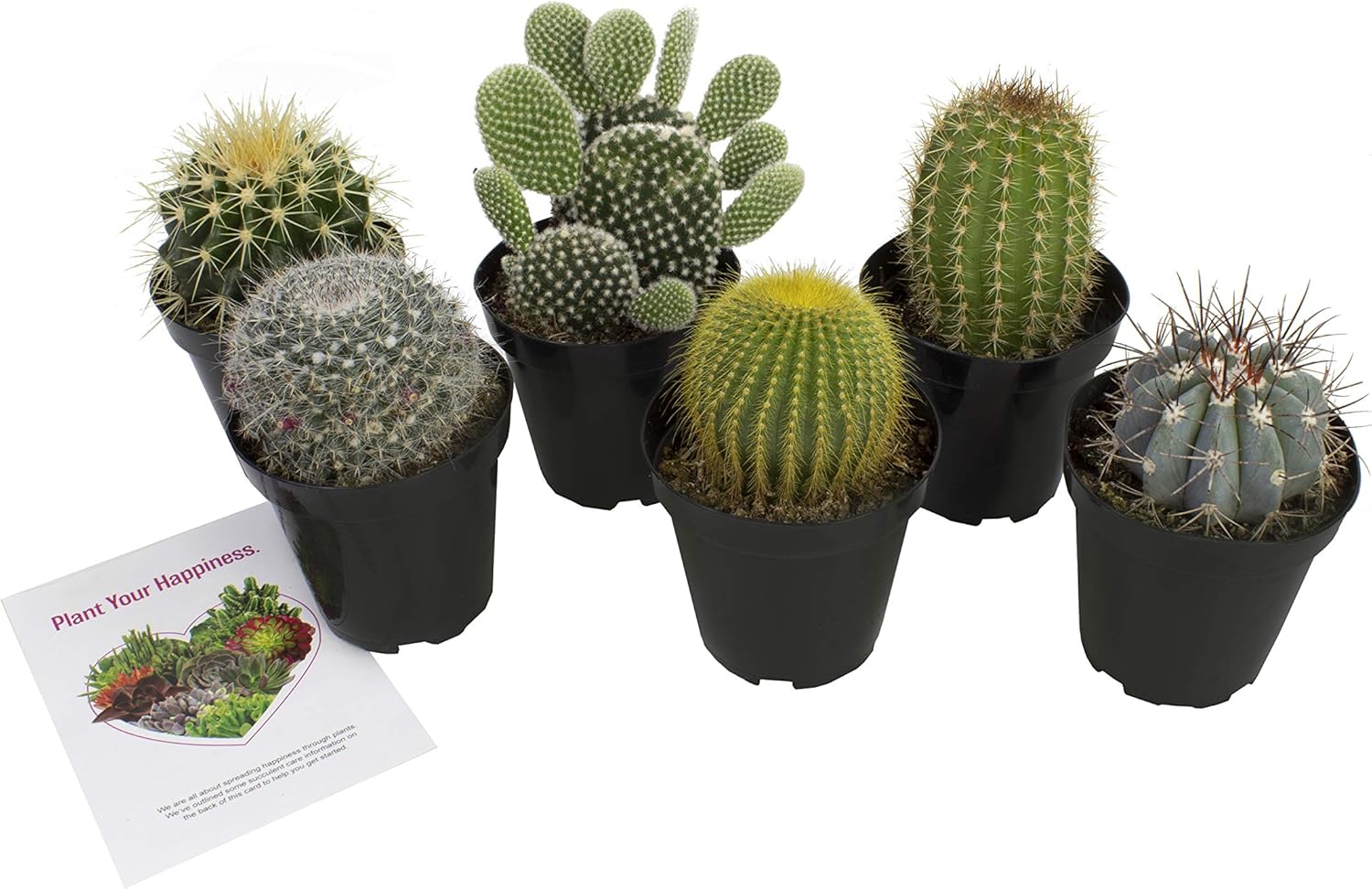 Amazon.com : Altman Plants Assorted Live Cactus Collection large real ...
