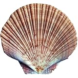 Scallop Shells (6 x Extra Large 10-13cm sized Scallops Shell): Amazon ...