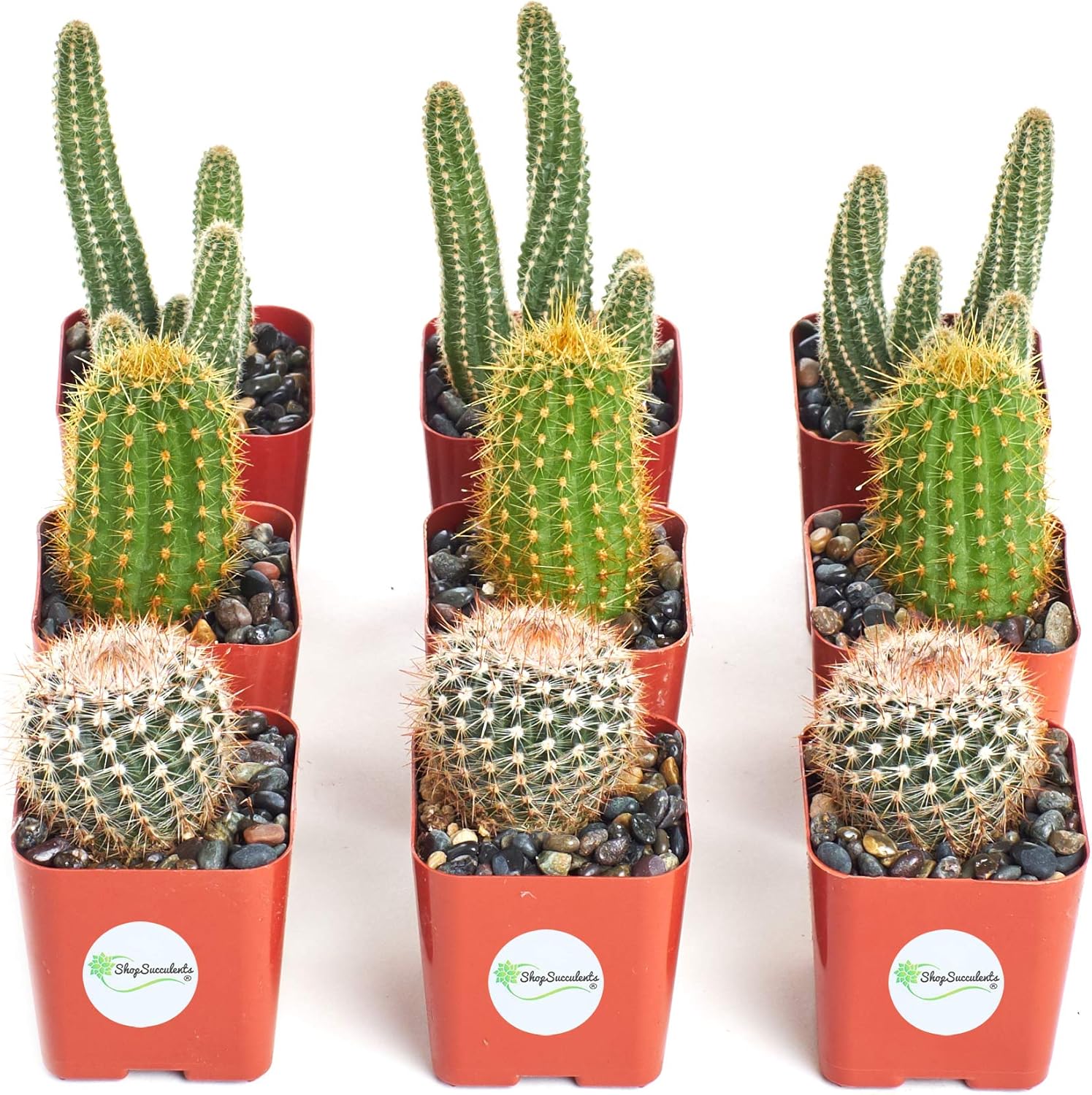 Amazon.com : Shop Succulents 9-CATUS-NO2-2 | Cool Cactus Live | Hand ...
