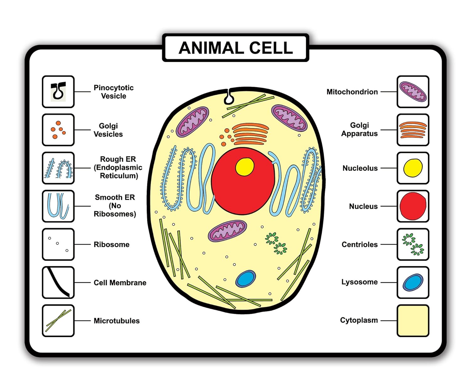 JP London POS2525 U-Strip Peel and Stick Science Animal Cell Parts ...