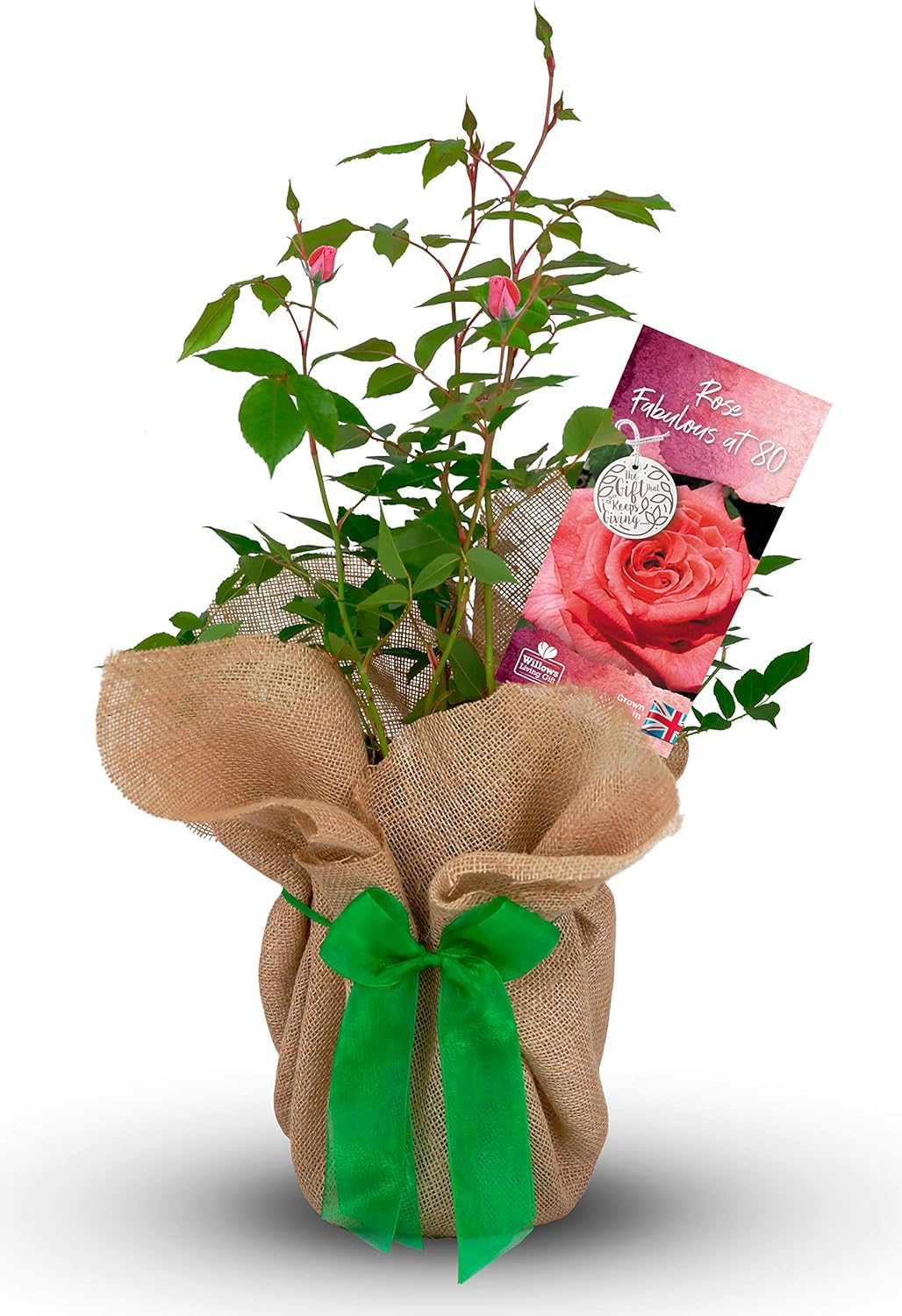 Rose 'Fabulous at 80' - Happy Birthday Rose Gift Wrapped with Huge Bow ...