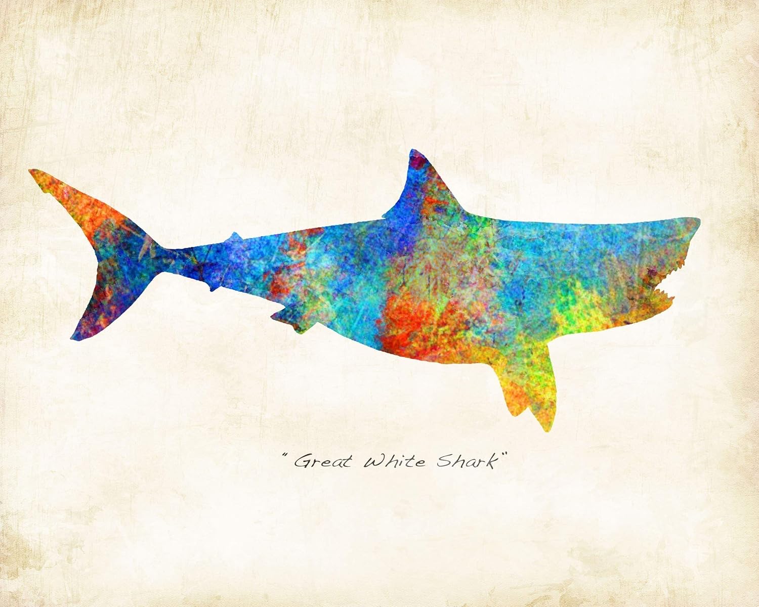 Amazon.com: Great White Shark Watercolor Art Print by Dan Morris: Handmade