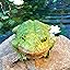 Amazon.com : Bits and Pieces - Frog Motion Sensor Statue - Weather ...