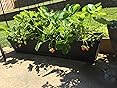 Amazon.com: Burpee ' Seascape' Strawberry Fruit | 25 Bare Root, Plants ...