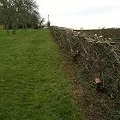 Coppicing and Coppice Crafts: A Comprehensive Guide (Comprehensive ...