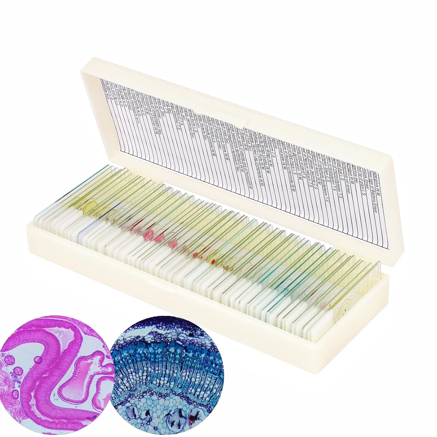 Prepared Microscope Slides For Kids