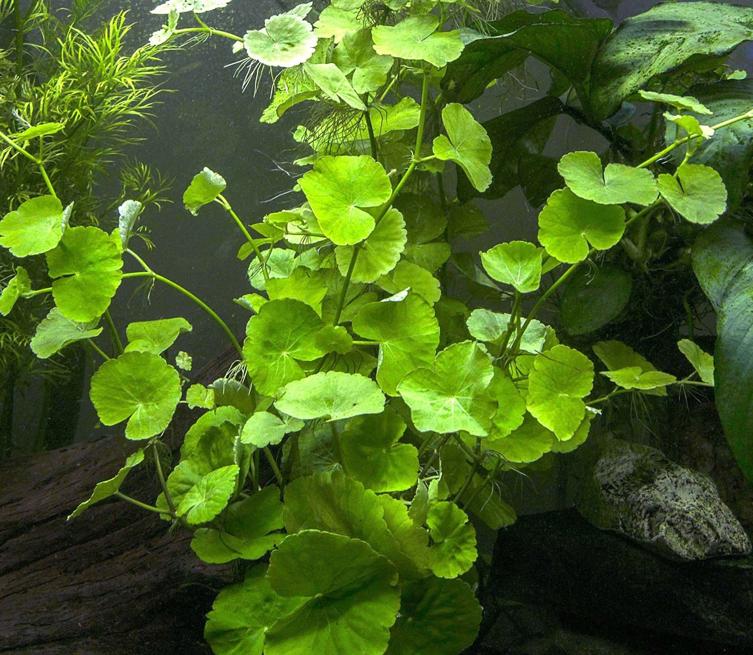 The Planted Tank – Brazilian Water Ivy – Home Aquarium
