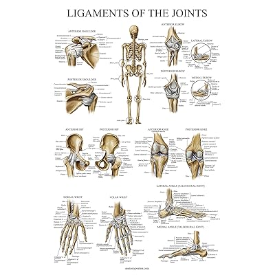 Buy Ligaments of The Joints Anatomical Poster - Laminated - Ligament ...