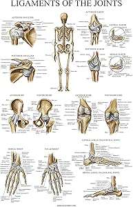 Amazon.com: Ligaments of the Joints Anatomical Poster - LAMINATED ...