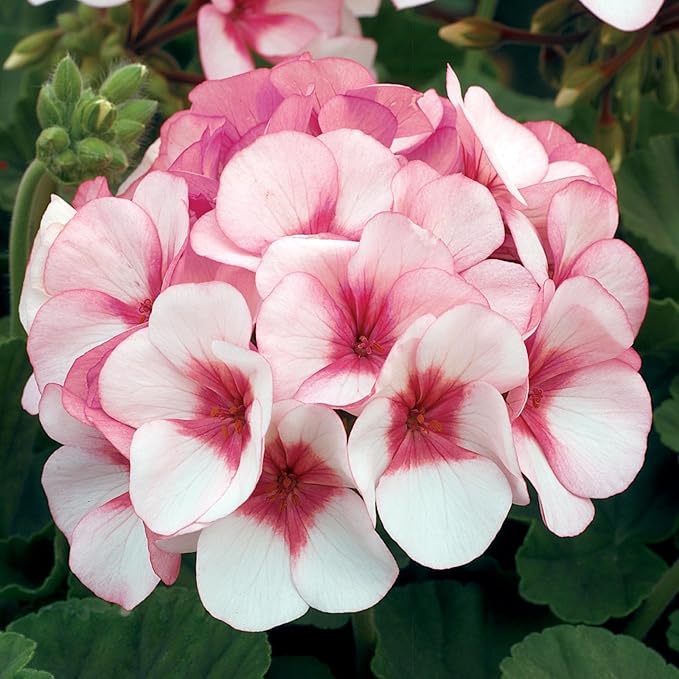 Amazon.com : Maverick F1 Series Geranium Flower Garden Seeds - Star ...