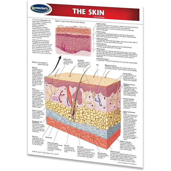 The Integumentary System 2501 Anatomical Parts Charts