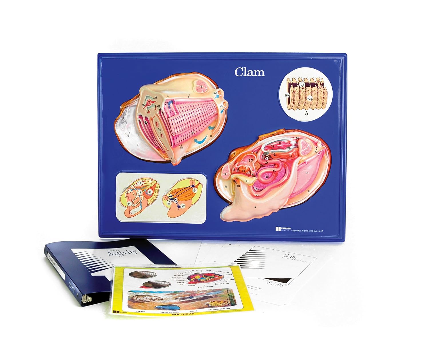 Amazon.com: American Educational Clam Model Activity Set: Industrial ...