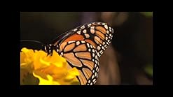 The Butterfly's Daughter: Monroe, Mary Alice: 9781439170687: Amazon.com: Books