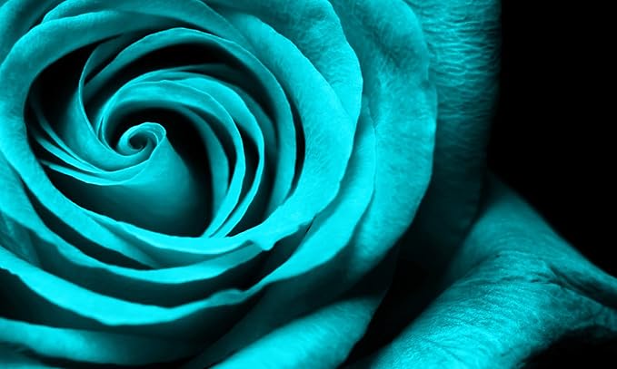 FLORAL CANVAS ART TURQUOISE ROSE ON BLACK A1 READY TO HANG: Amazon.co ...