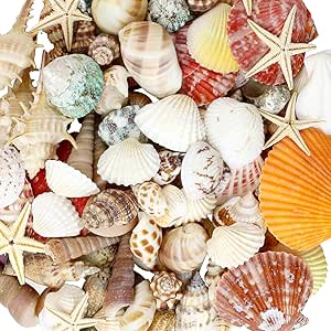 Amazon.com: WEOXPR Mixed Sea Shells, 100+ Pcs Beach Seashells Starfish ...