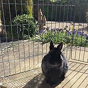 Lapizole 100ml Wormer for Rabbits: Amazon.co.uk: Pet Supplies