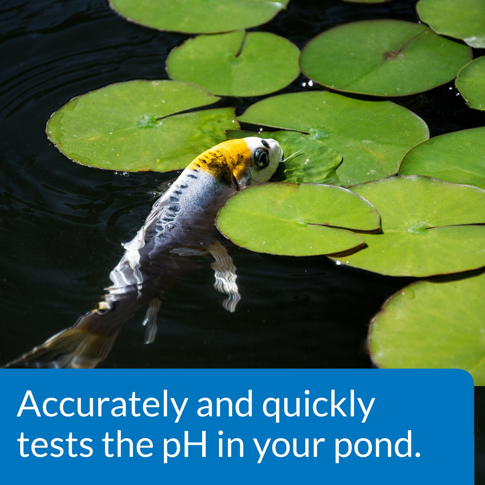 Mua API POND WIDE RANGE pH TEST KIT 160-Test Pond Water Test Kit trên ...