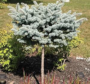 Amazon.com : Dwarf Globe Blue Spruce (Tree Form on 20" Standard) - Live ...
