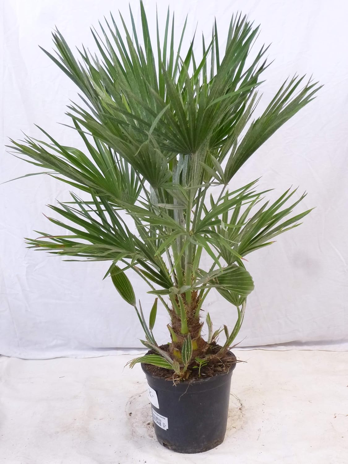 [Palmenlager] - Chamaerops humilis - Zwergpalme - 140 cm // -12°C Frost ...