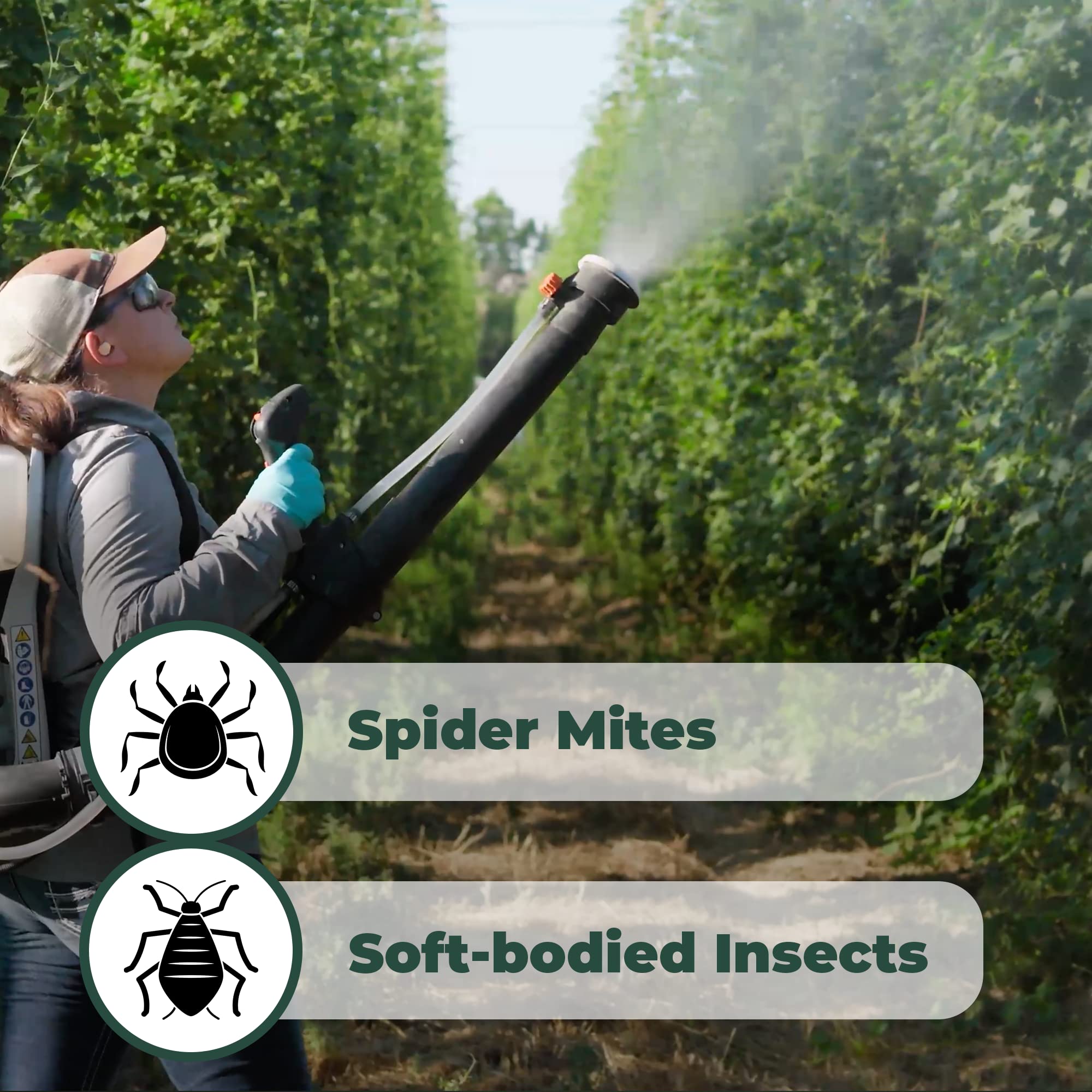 Mua Clean Green Miticide Insecticide – Botanical Concentrate for Spider ...