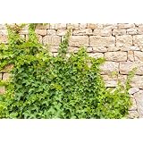 Exoticflora Creepers And Climbers Curtain Creeper And Climbers Healthy ...