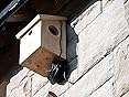 Wildlife World Camera Ready Nest Box CRNB : Amazon.co.uk: Garden & Outdoors