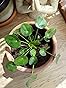 Mini - Pilea peperomioides - Chinese Money Tree - Belly Button Plant in ...