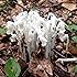 Amazon.com : Best Garden Seeds Real Monotropa Uniflora Indian Pipe ...