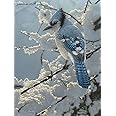 Amazon.com: Picture Peddler Blue Jay - On the Fence by Collin Bogle ...