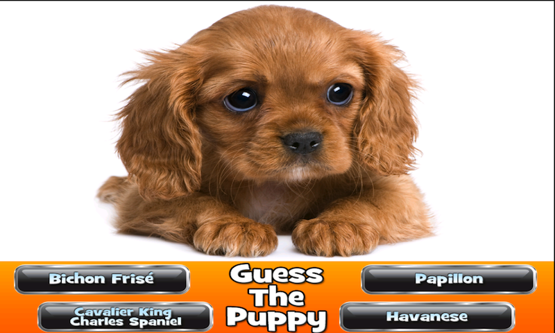 Puppy Crazy Quiz: Test Your Pup Knowledge