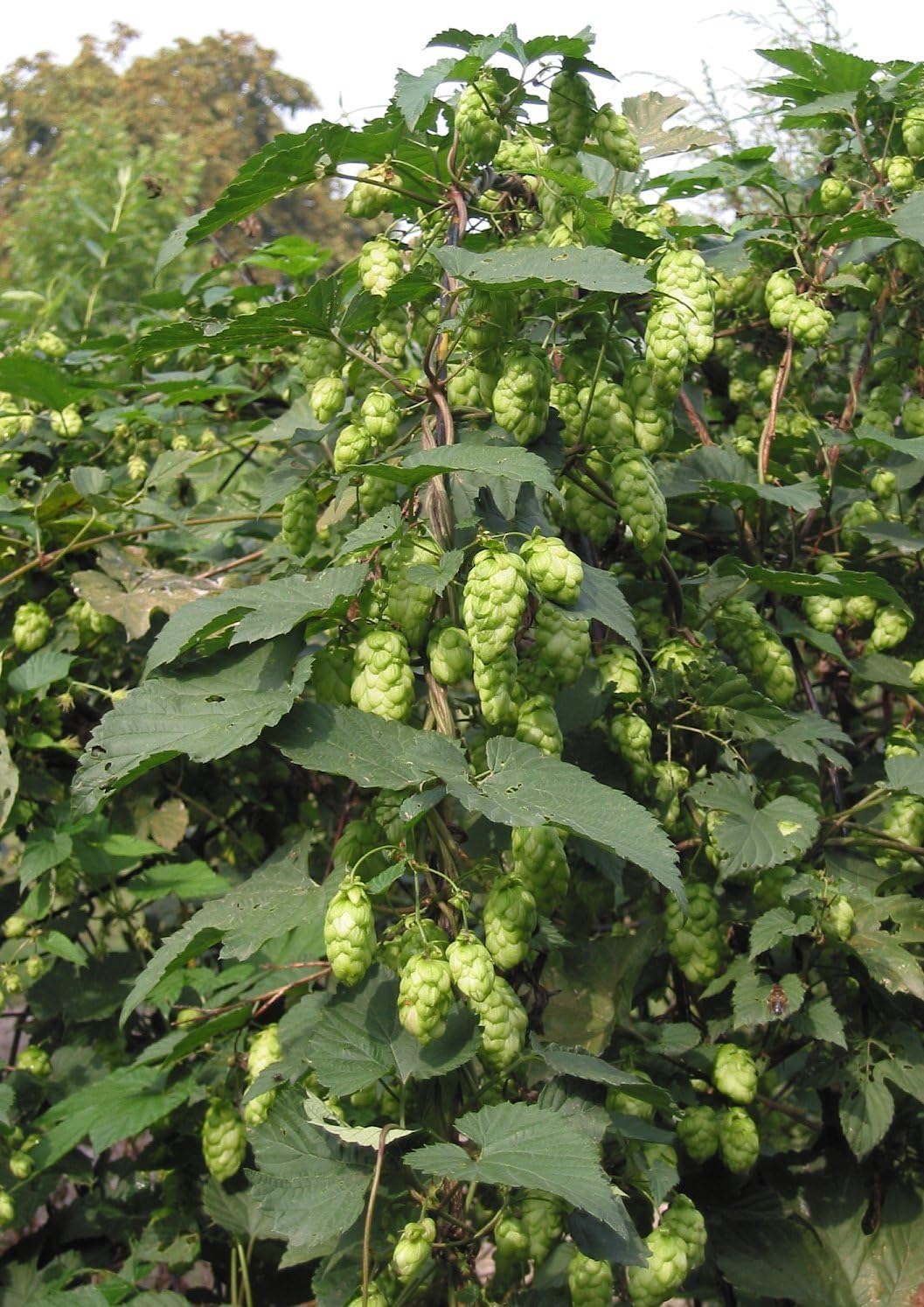 Humulus Lupulus - Echter Hopfen 40-60cm im 2L Topf gewachsen: Amazon.de ...
