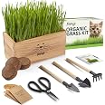 Amazon.com : Organic Cat Grass for Indoor Cats - 4X Seed Packets | Pet ...