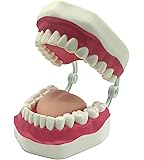 Amazon.com: 3 Pack Flexible Ruler Dentsply Denture Trubyte Millimeter ...