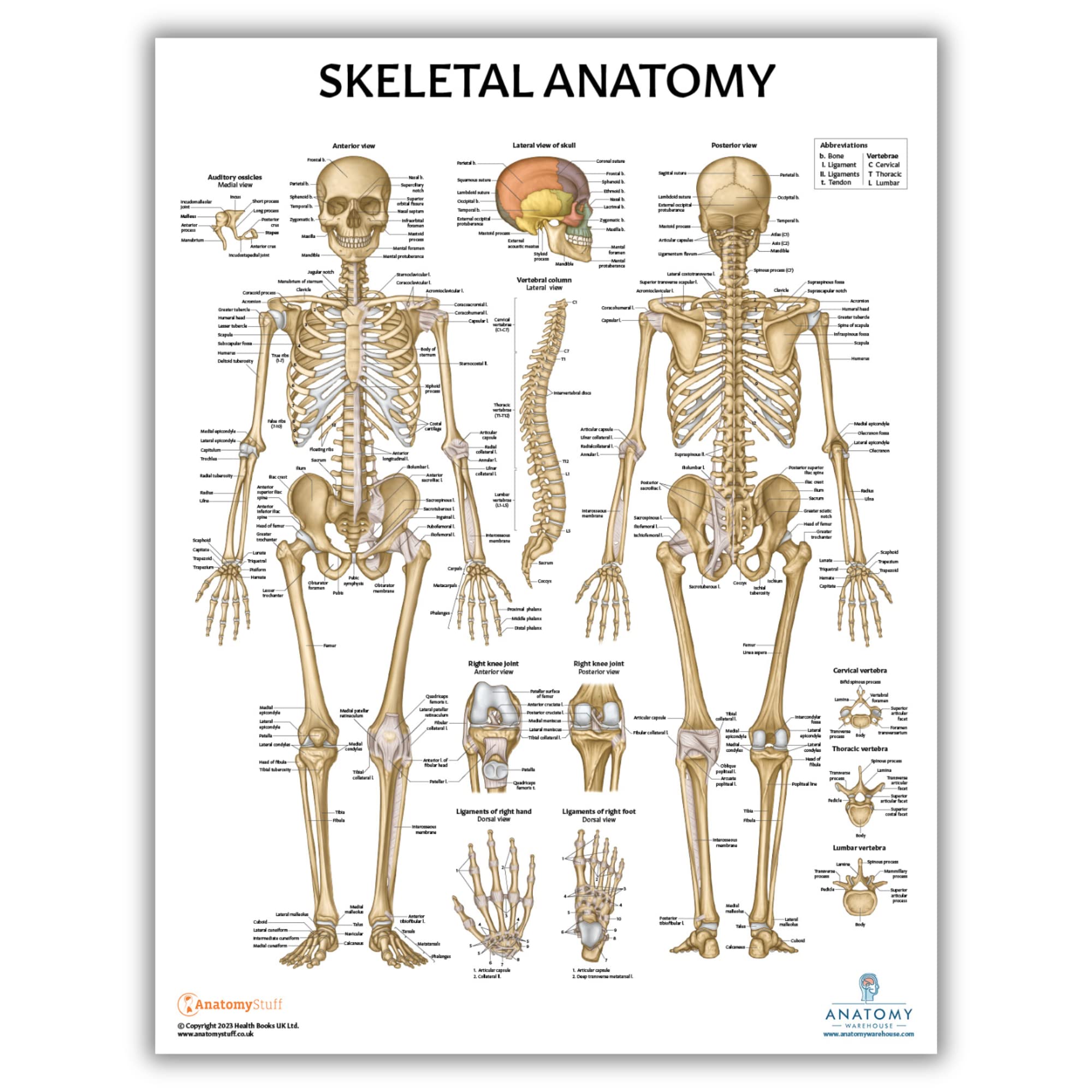 Mua Anatomy Lab 2 PACK Muscular and Skeletal Anatomy Poster Set ...