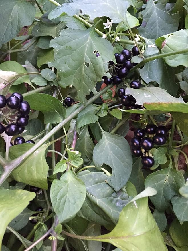 Amazon.com : Pinky's Seed Company- 50+ Garden Huckleberry Seeds ...