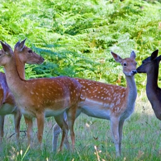fallow deer Wallpaper -- HD Wallpapers of fallow deer!:Amazon.de ...