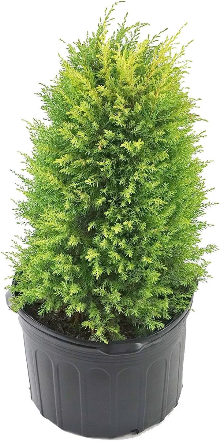 Amazon.com : Juniperus communis 'Gold Cone' (Upright Juniper) Evergreen ...
