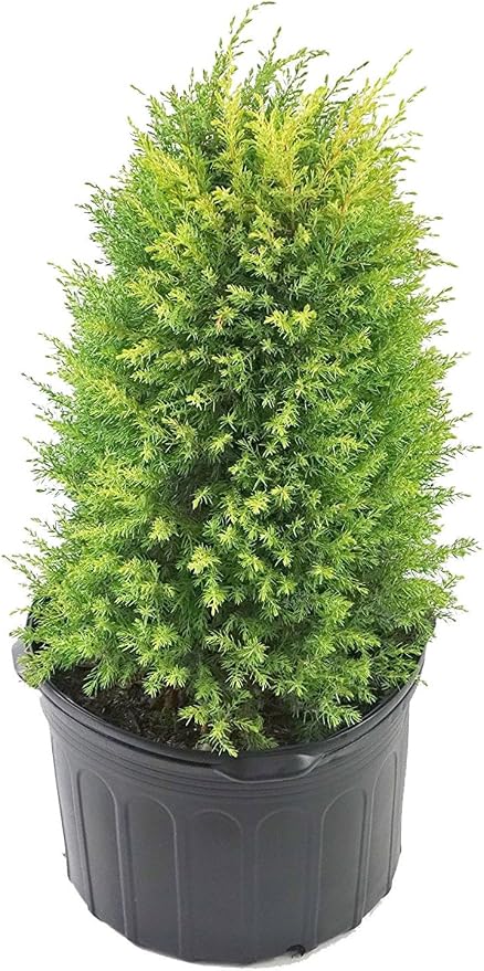 Amazon.com : Juniperus communis 'Gold Cone' (Upright Juniper) Evergreen ...