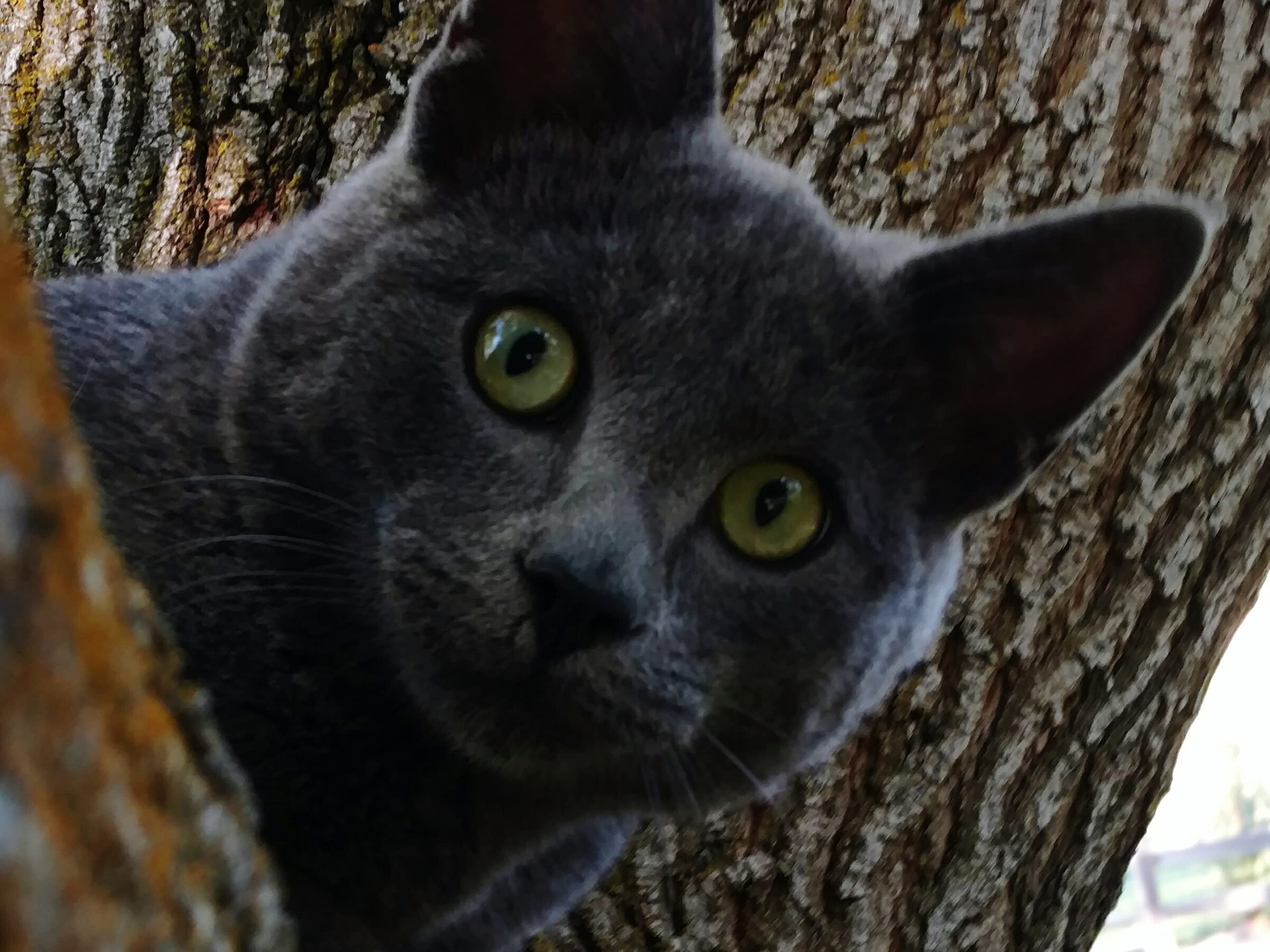 Watch Animal Cops Phoenix - Season 2 | Prime Video