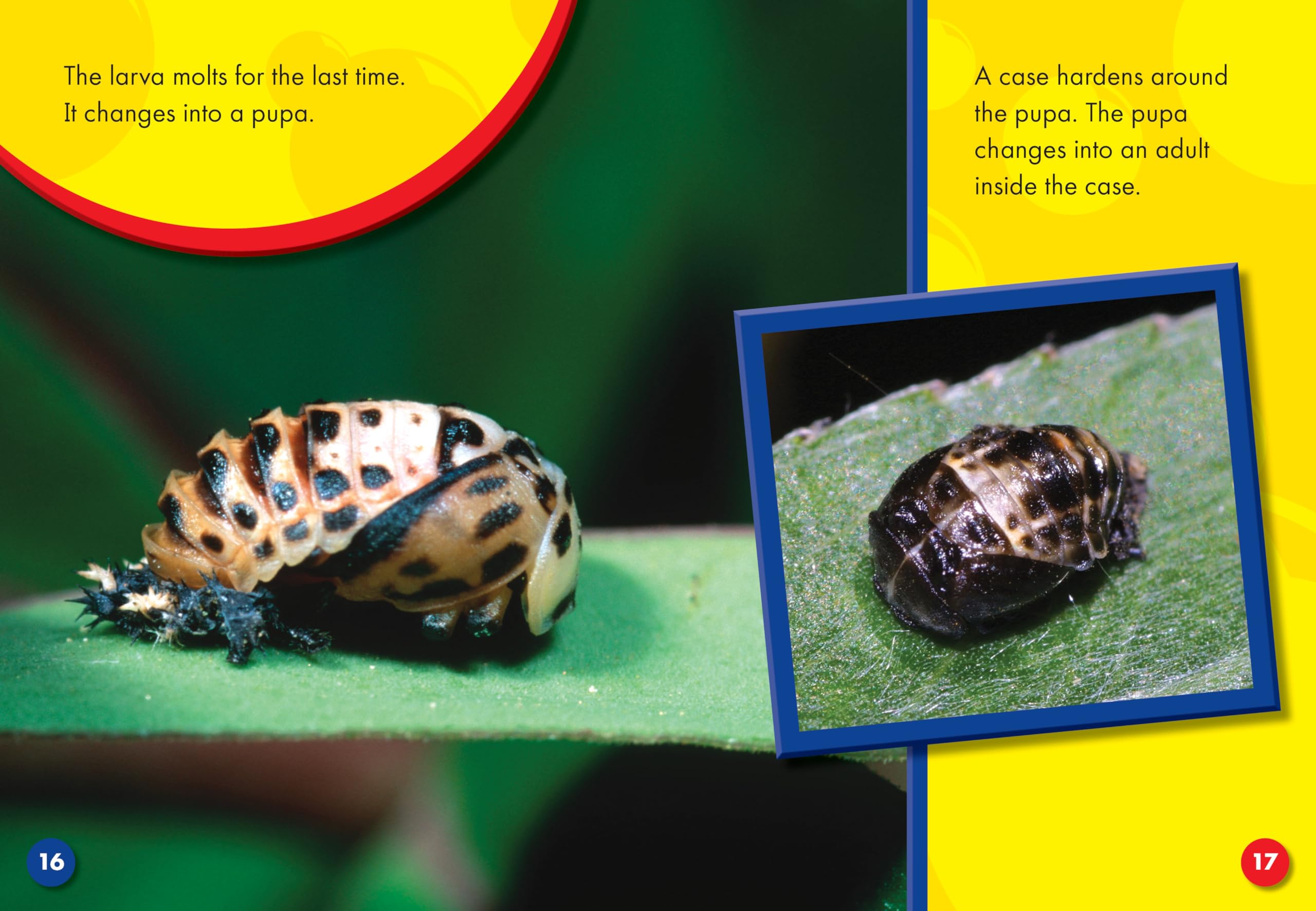 Mua The Life Cycle of a Ladybug (Life Cycles: Blastoff! Readers Level 3 ...