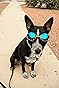 Amazon.com : Doggles ILS Medium Leopard and Smoke Lens : Pet Sunglasses ...