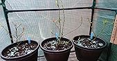 Blueberry Plant Collection with 3-Varieties in 9cm Pots : Amazon.co.uk ...