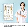 17 Human Anatomy Posters - Medical Posters, Circulatory, Skeletal, Male ...