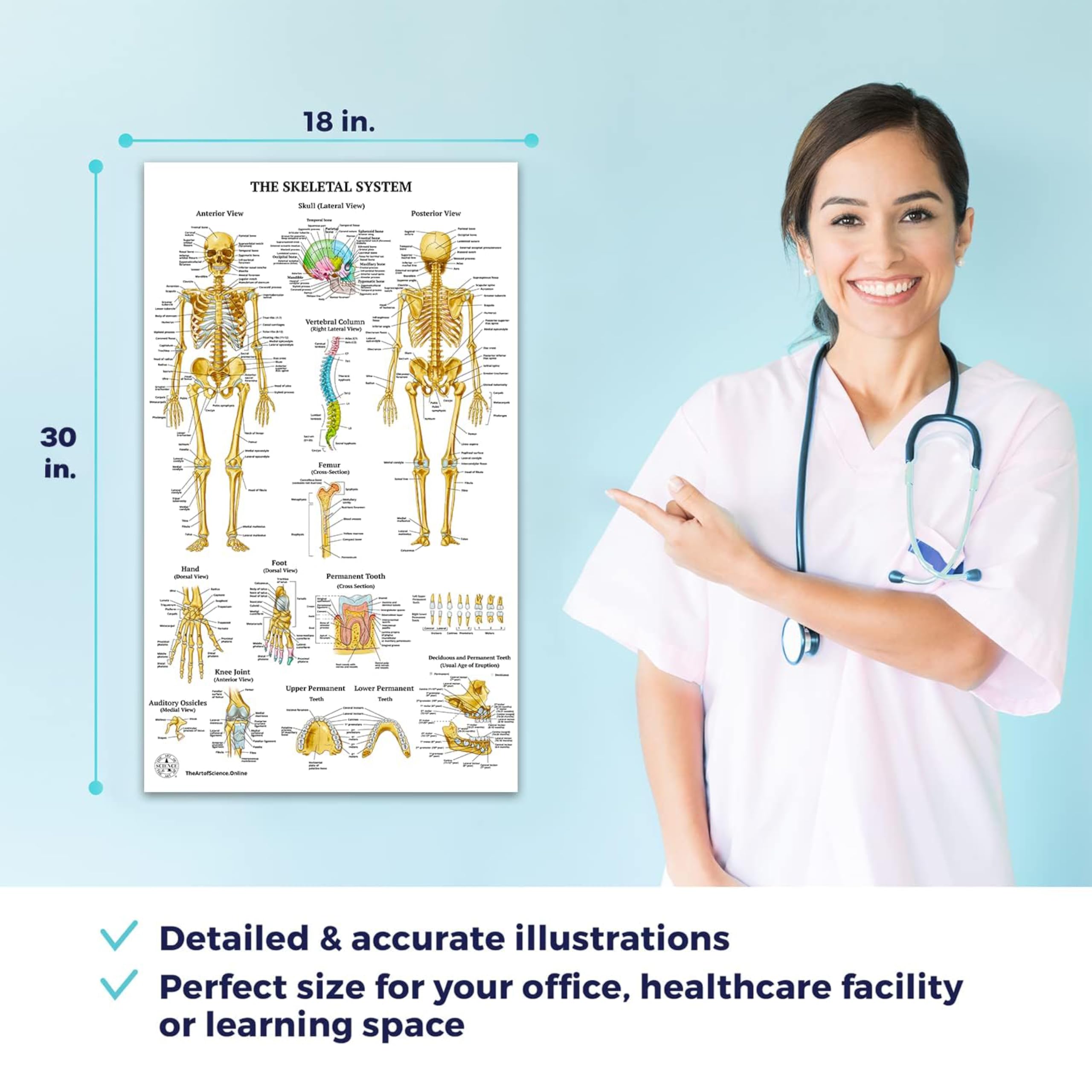 Mua 17 Human Anatomy Posters - Medical Posters, Circulatory, Skeletal ...